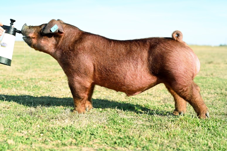 Exclusive – Good As Gold Genetics