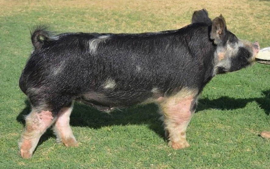 Eagle Scout – Good As Gold Genetics